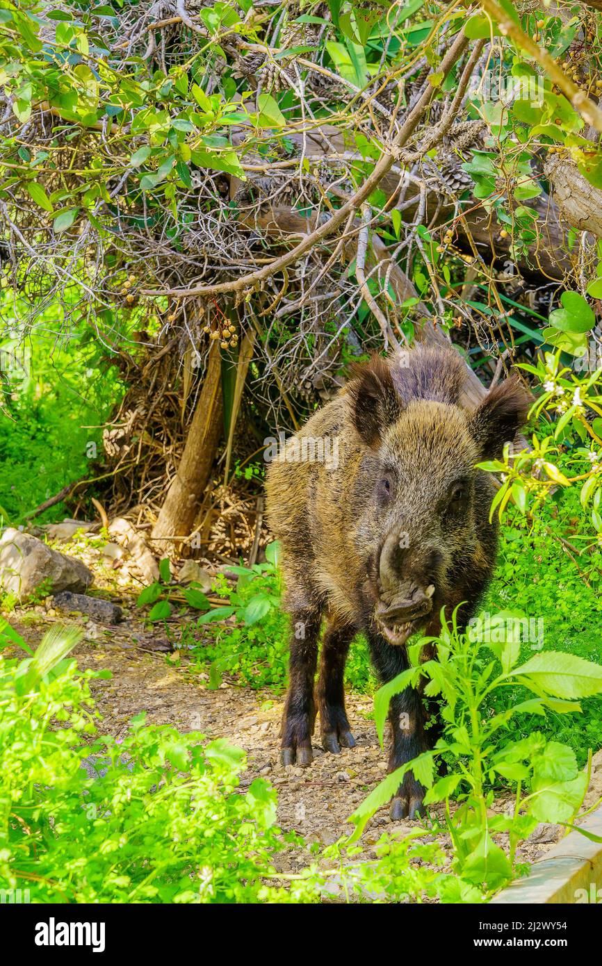View of a wild pig coming out of a grove to the city streets of Haifa ...
