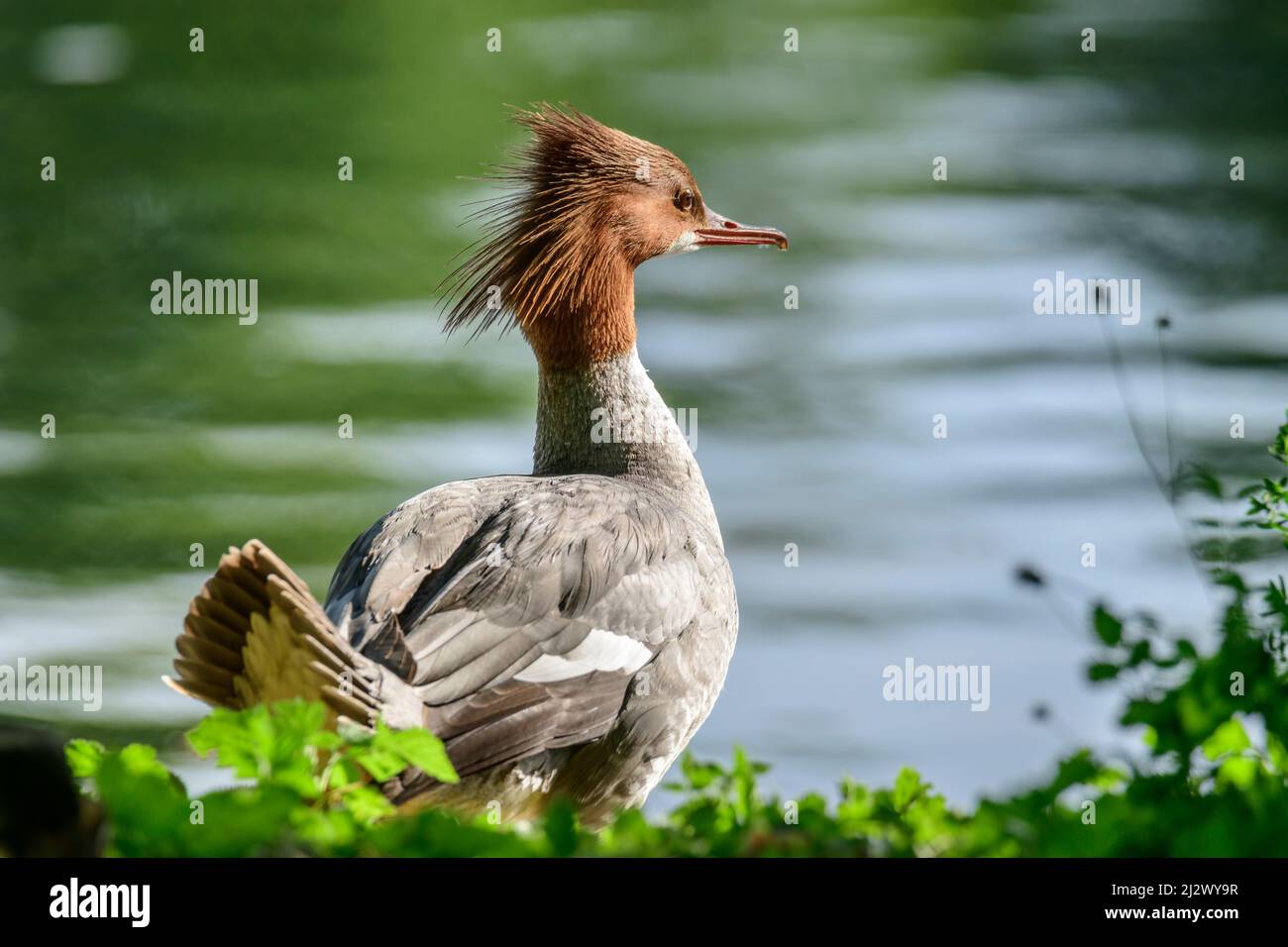 Goose singer looks out over the water, Mergus merganser, Nymphenburg ...