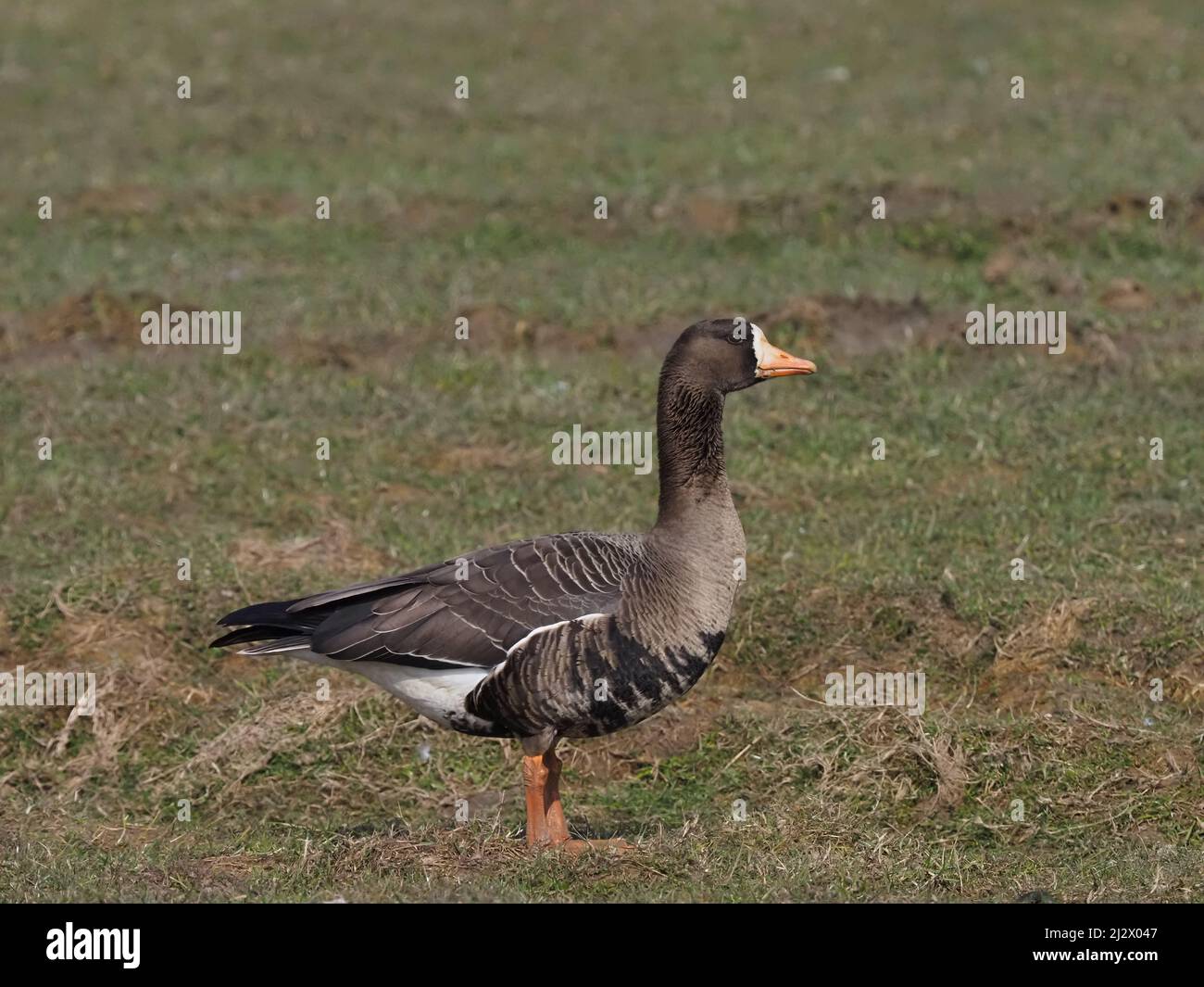 Tundra based goose hi-res stock photography and images - Alamy