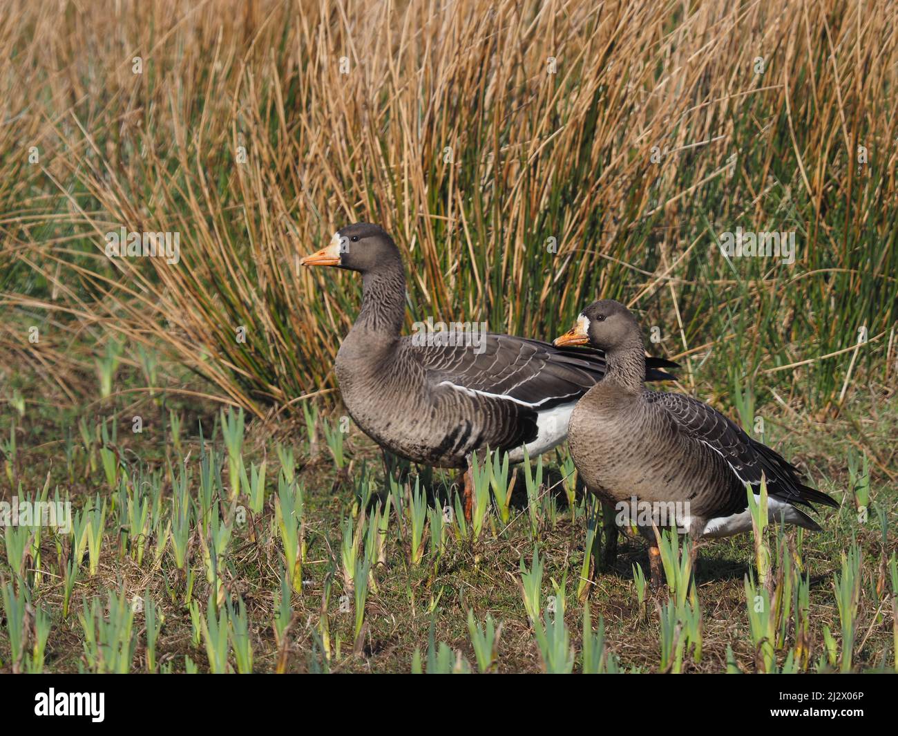 Tundra based goose hi-res stock photography and images - Alamy