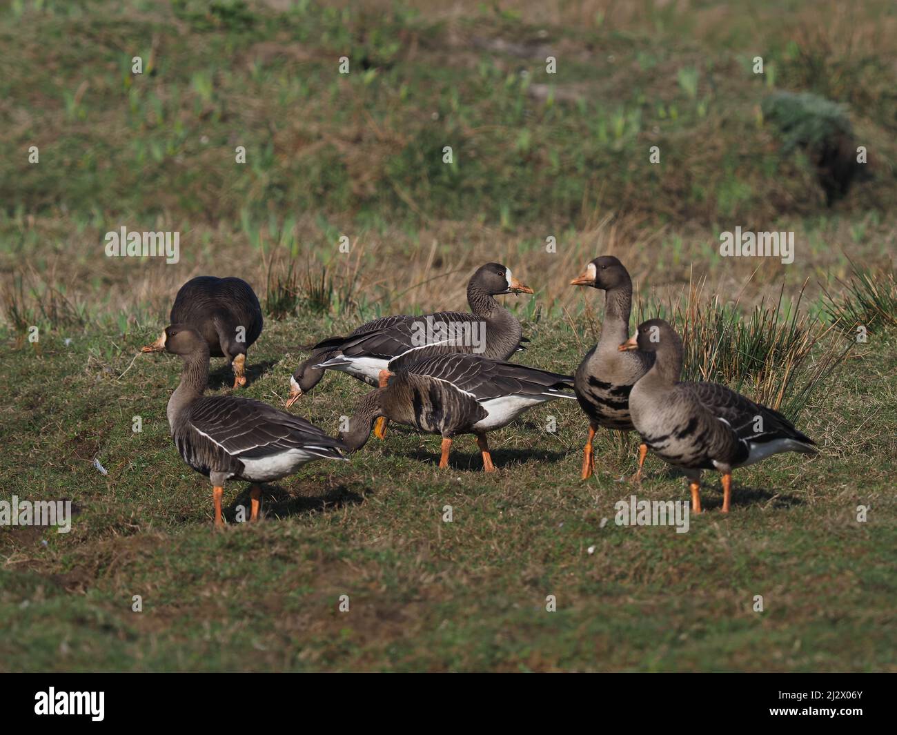 Tundra based goose hi-res stock photography and images - Alamy