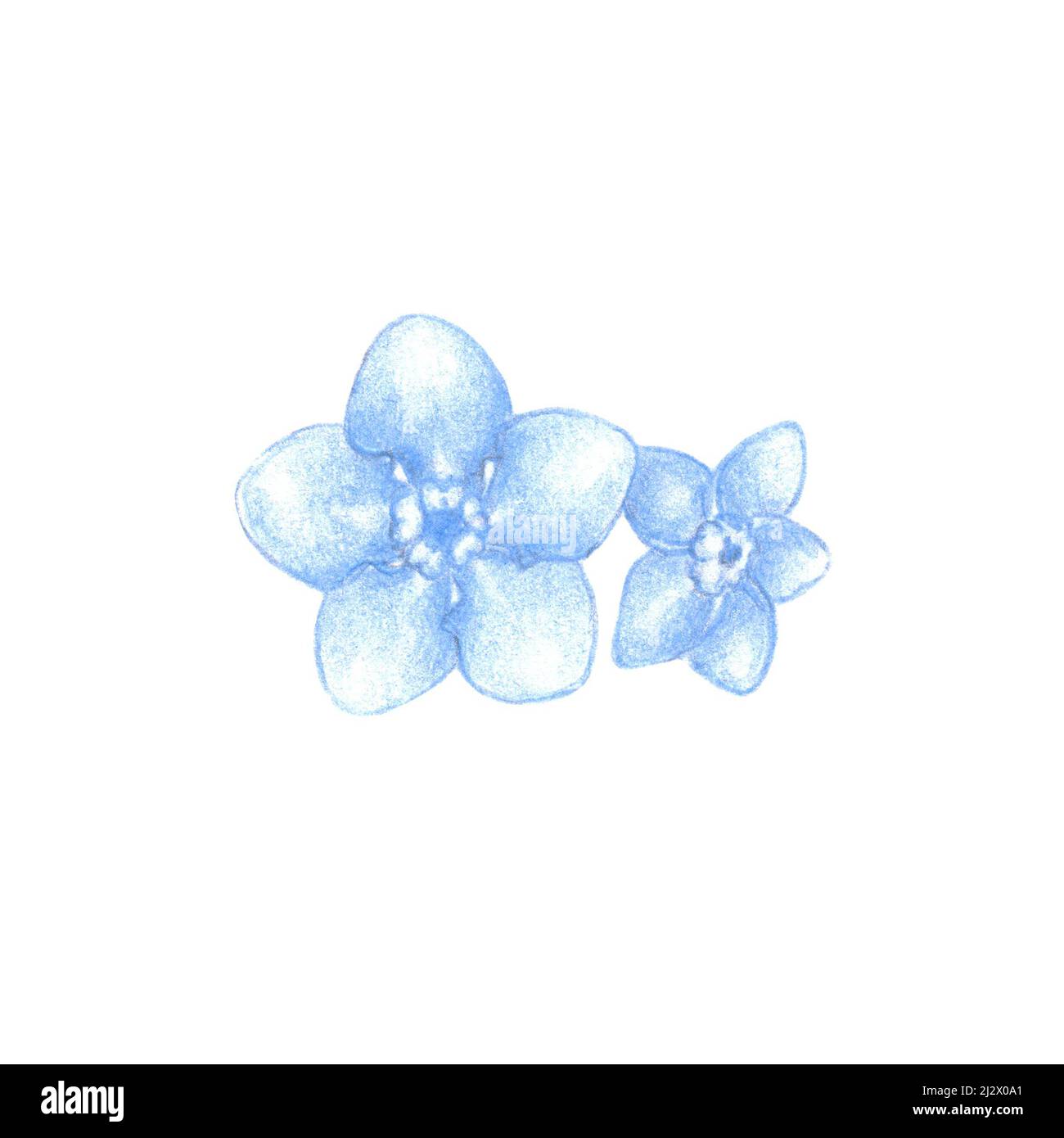 Colored pencils sketch of forget me not flowers, blu scorpion grass ...