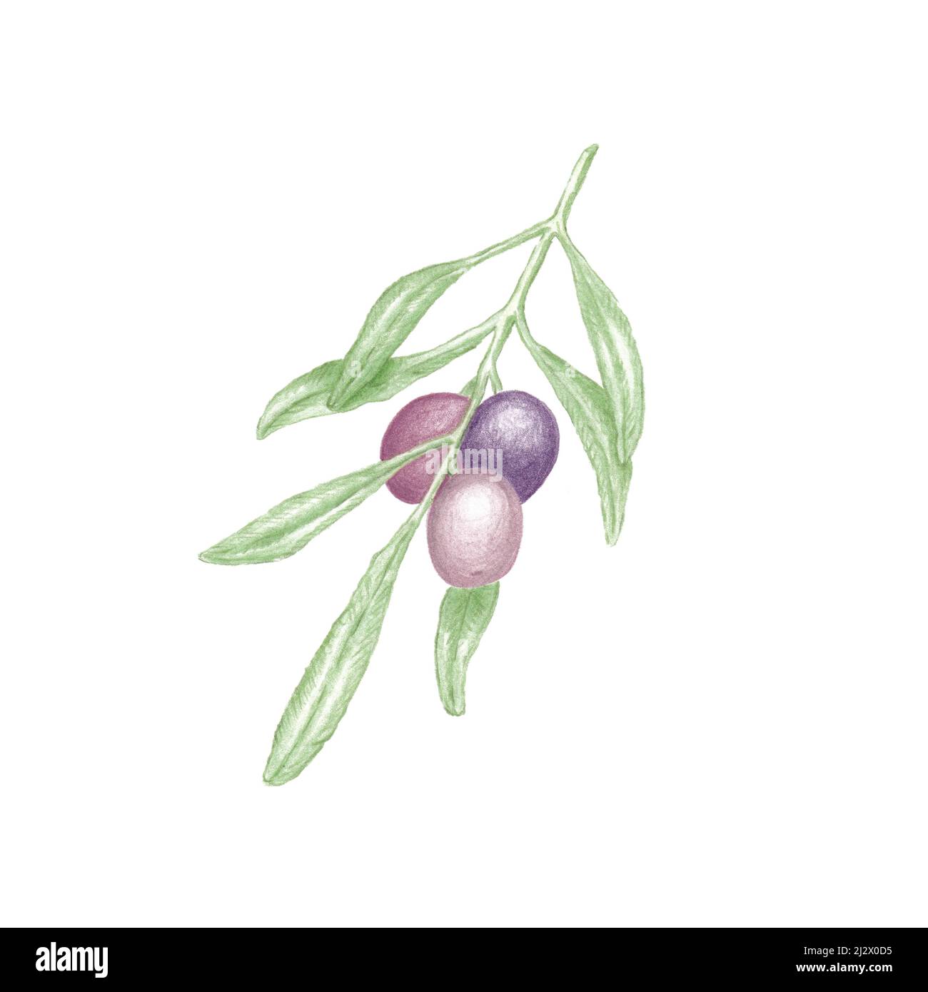 Purple Olives From Italy