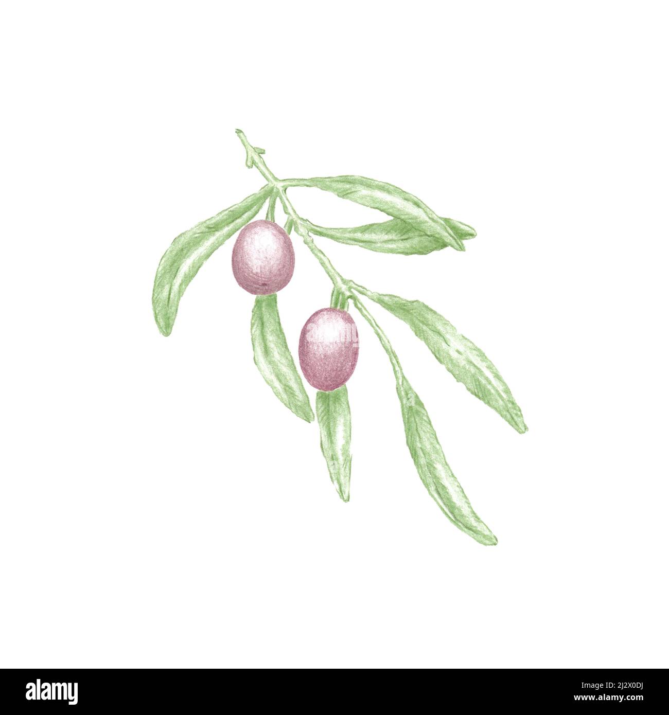 Hand drawn illustration of olive tree branch with green leaves and two ripe purple olives ...