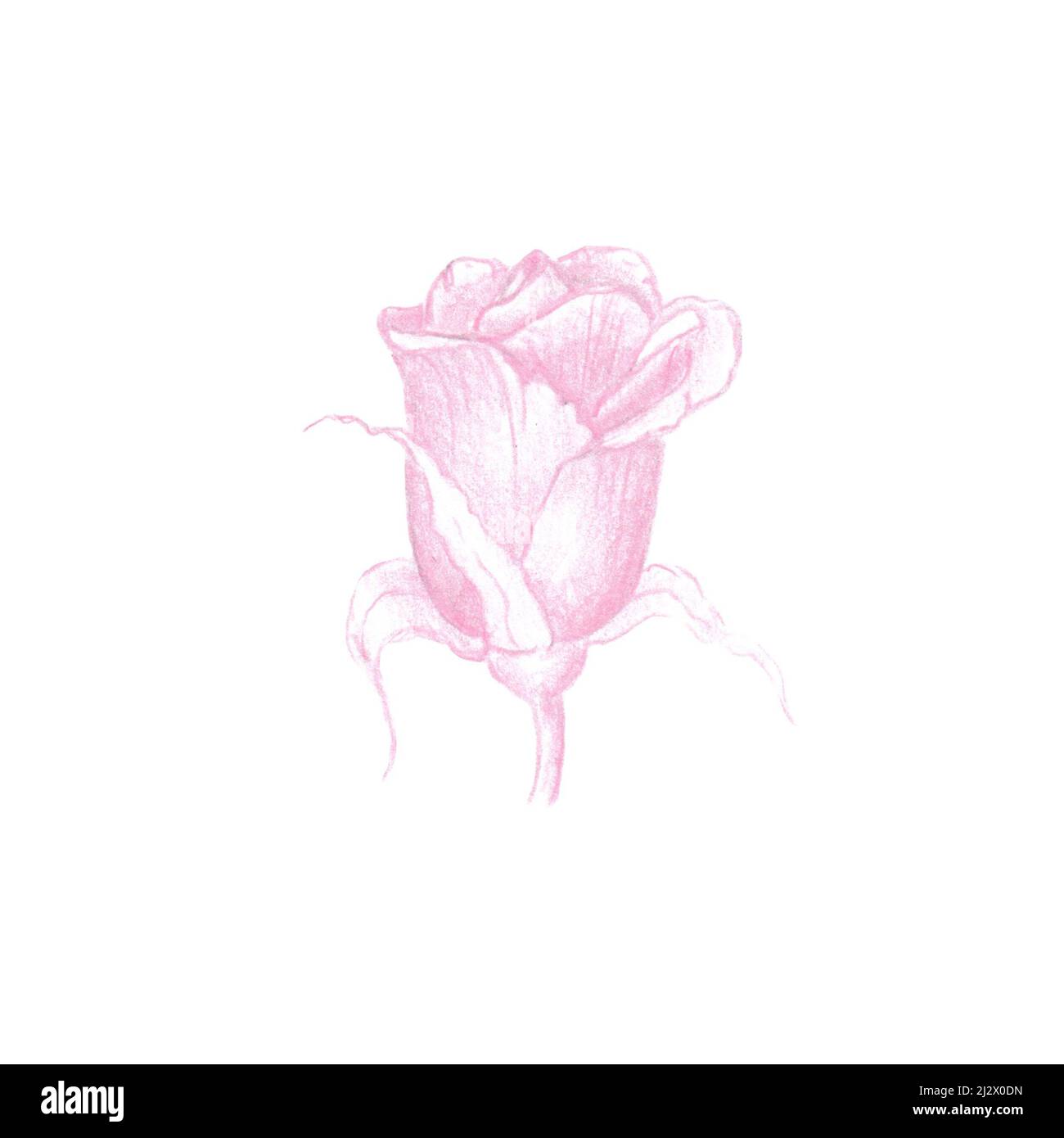 Colored pencils sketch of pink rose flower, flower head bloom hand ...