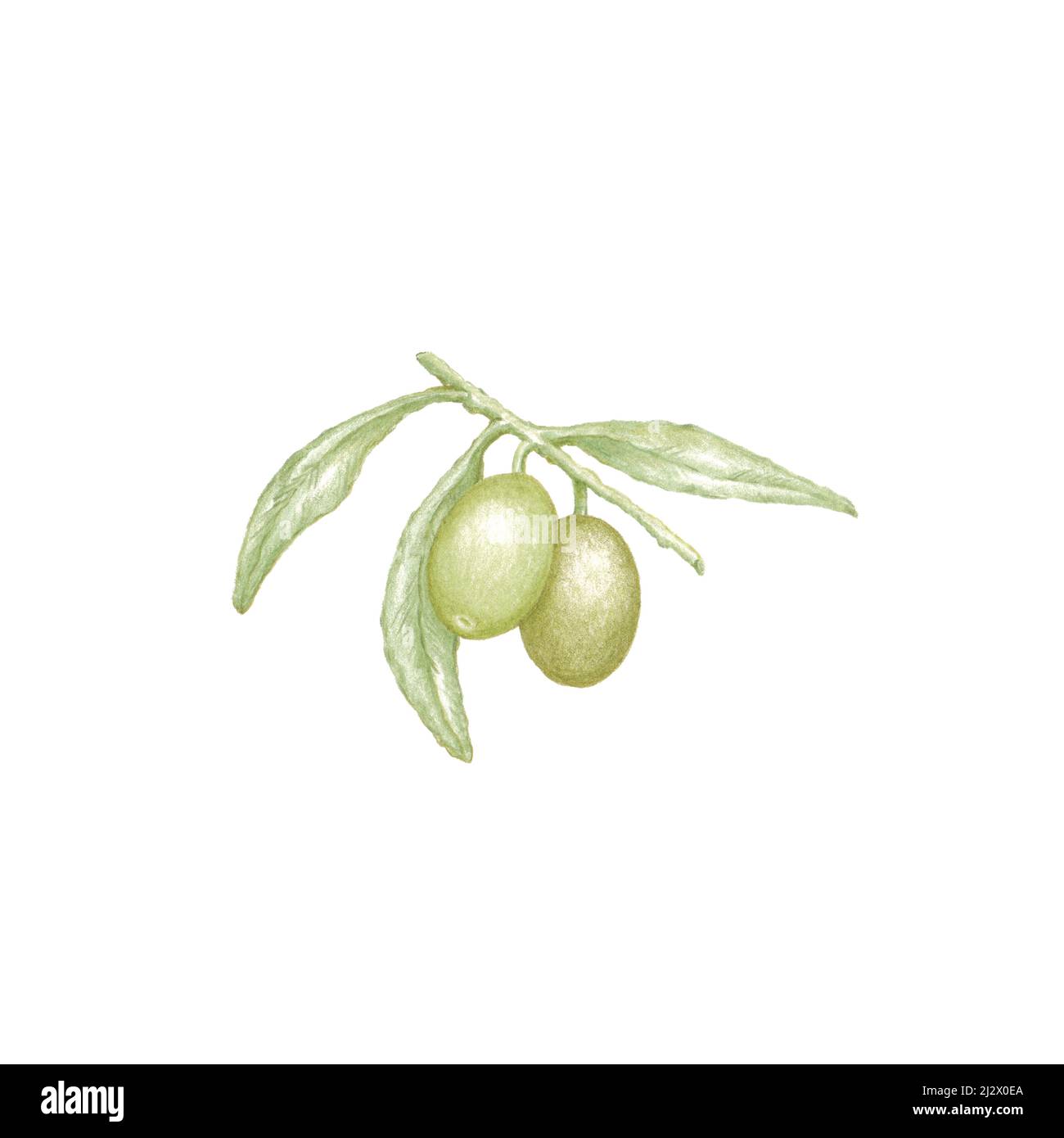 Hand drawn illustration of olive tree branch with green leaves and two ...