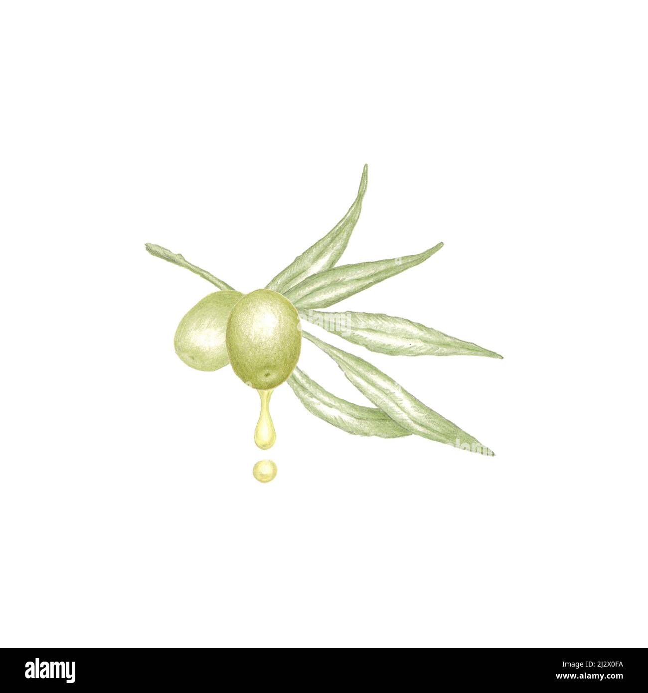 Hand drawn olives leaves Cut Out Stock Images & Pictures - Alamy