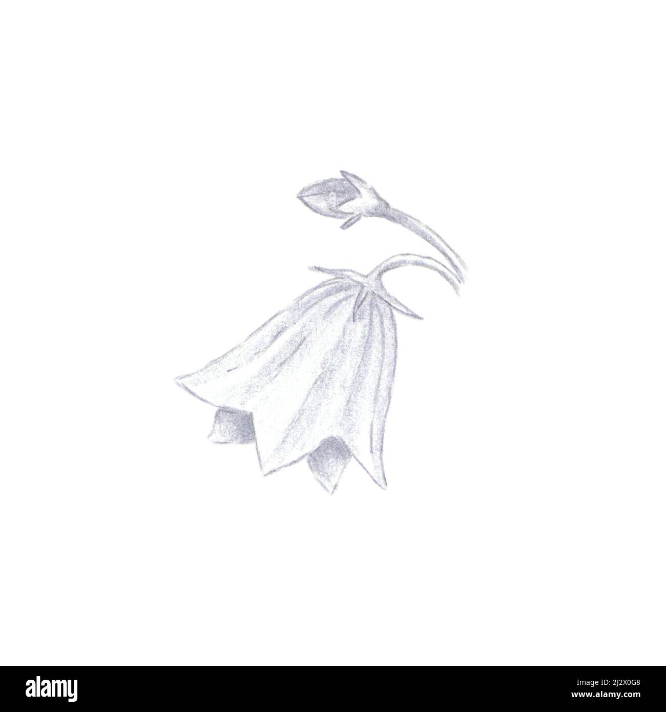 Colored pencils sketch of bluebell flower and bud, blue Hyacinthoides ...