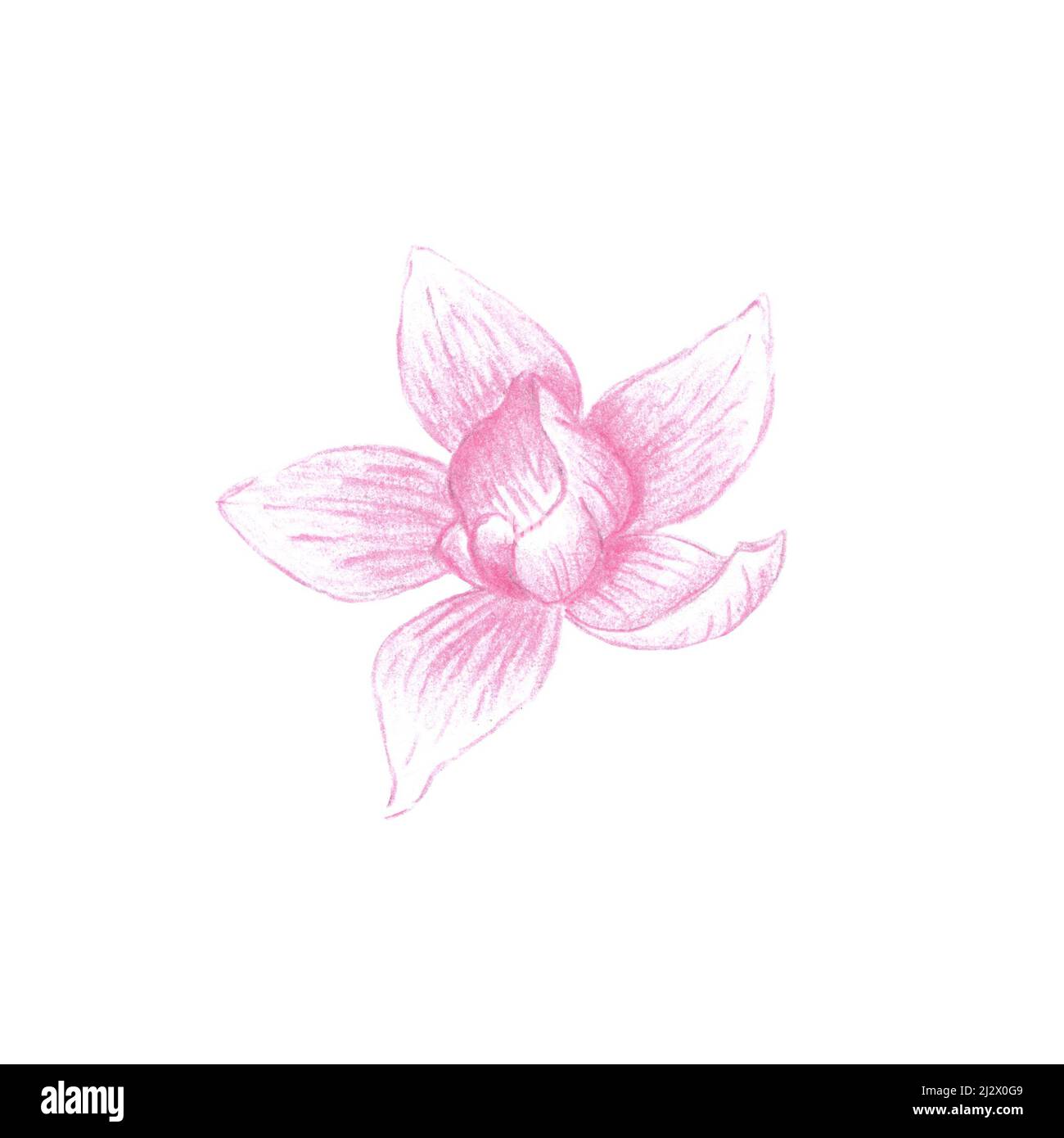 Orchid Drawing Pencil