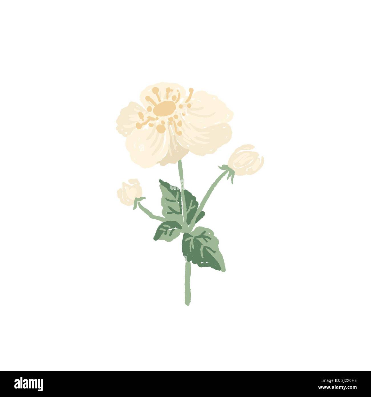 Flowers of white wild rose on twig with green leaves, hand drawn ...