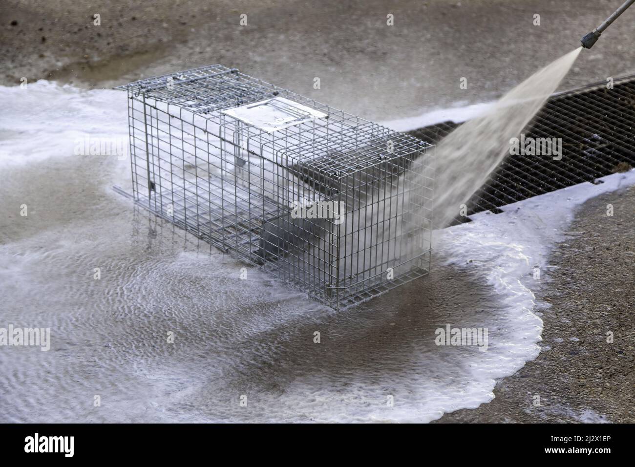Mouse washing hi-res stock photography and images - Alamy