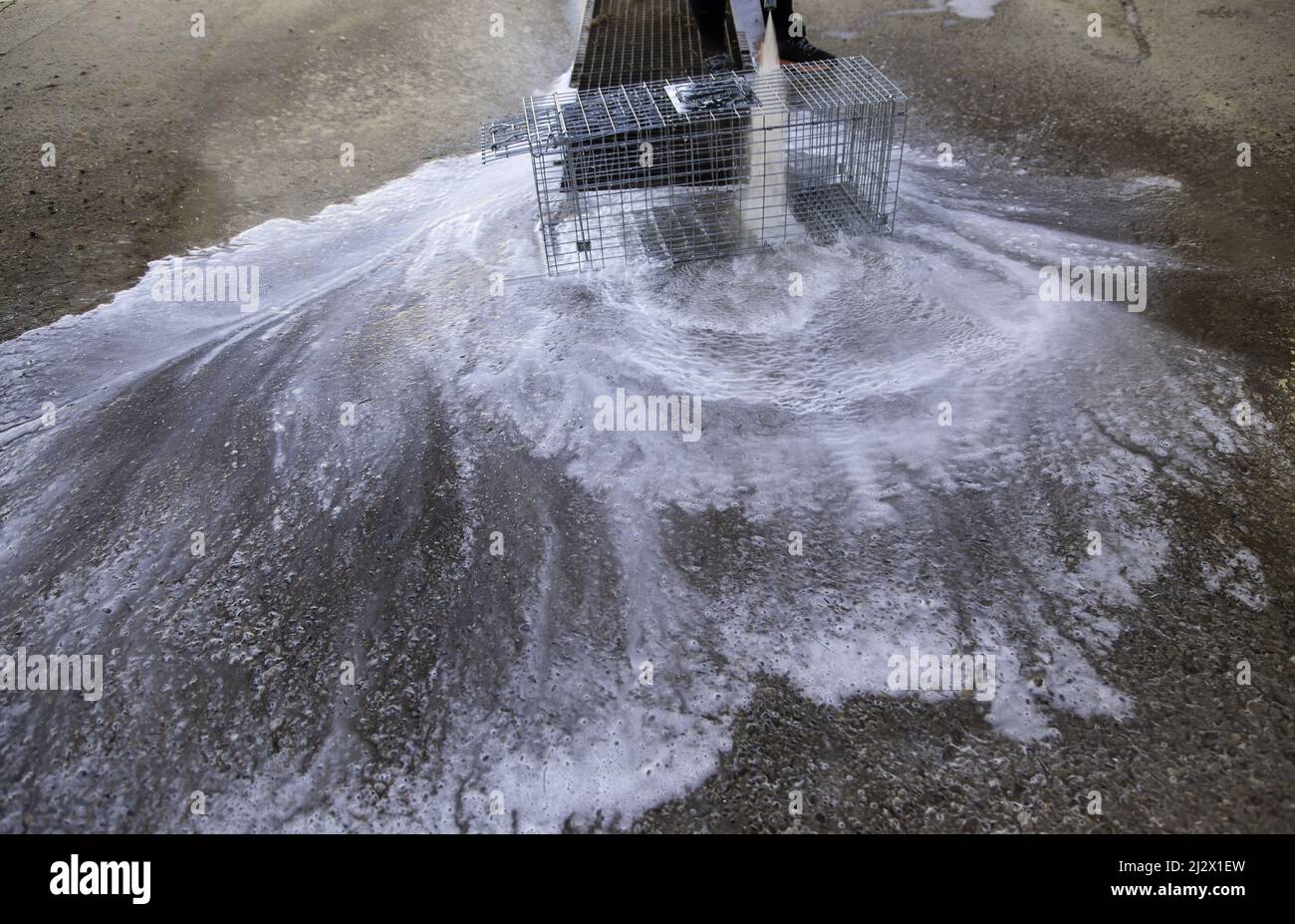 Mouse washing hi-res stock photography and images - Alamy