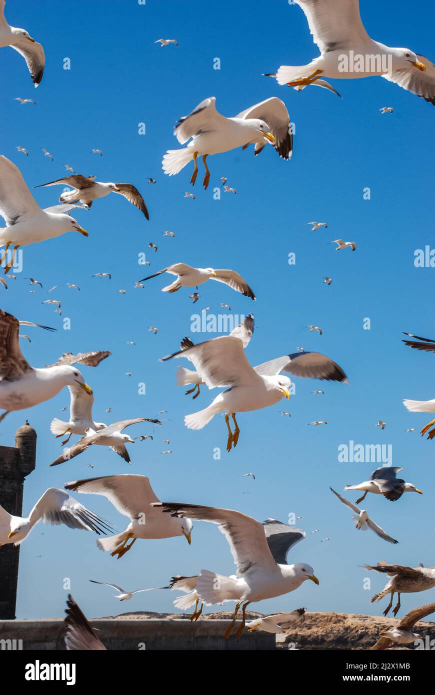 Seagul at the seeside, Essouira, Morocco Stock Photo - Alamy