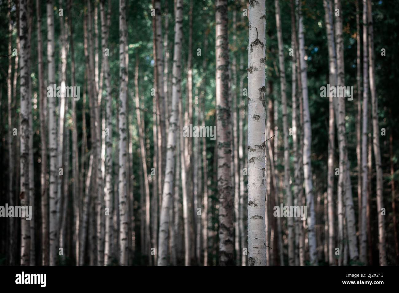 Birch trees in the forest at Lake Siljan in Dalarna, Sweden Stock Photo ...