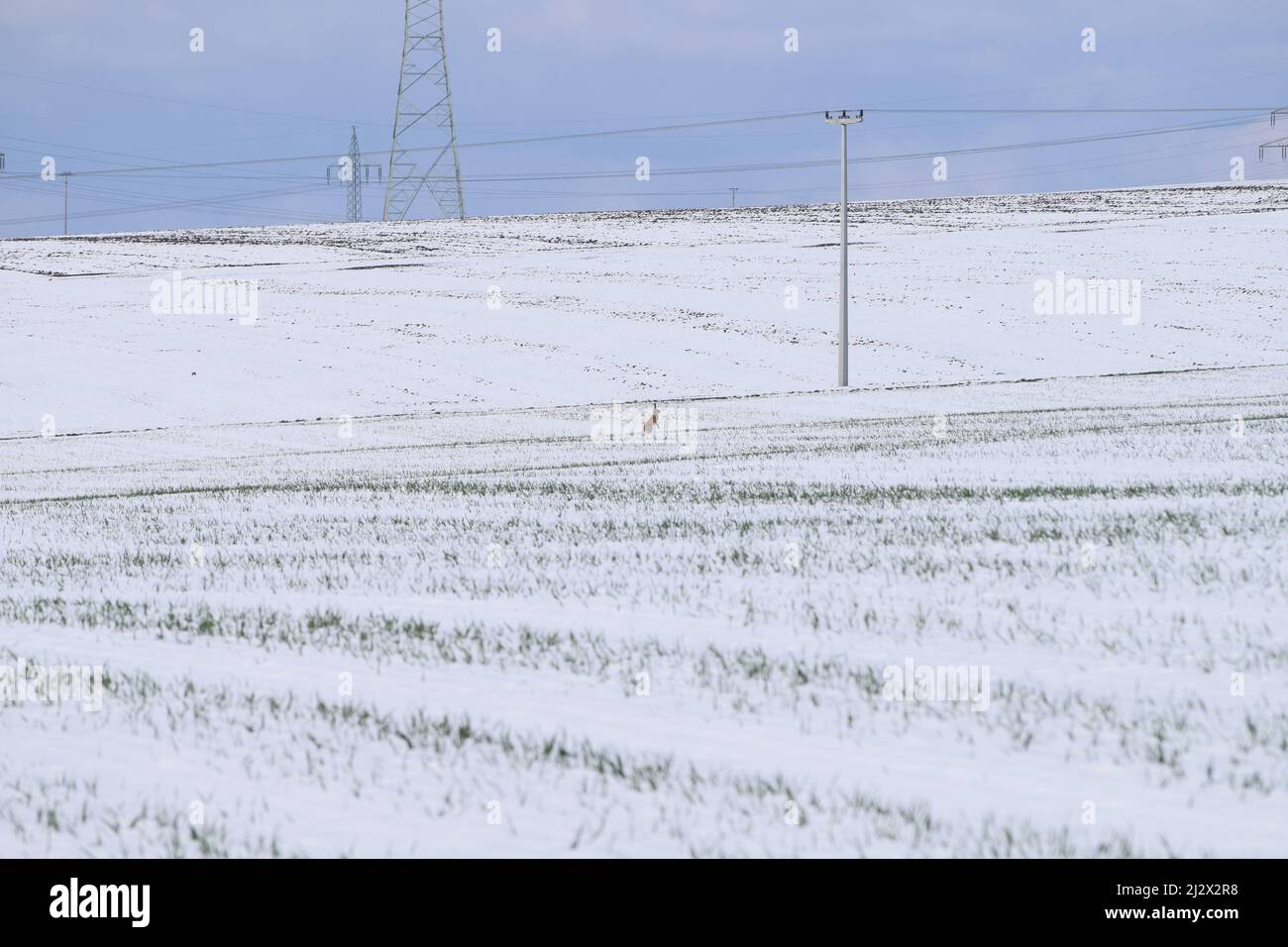 Hare makes a confused Impression in the middle of white Farmland Stock ...