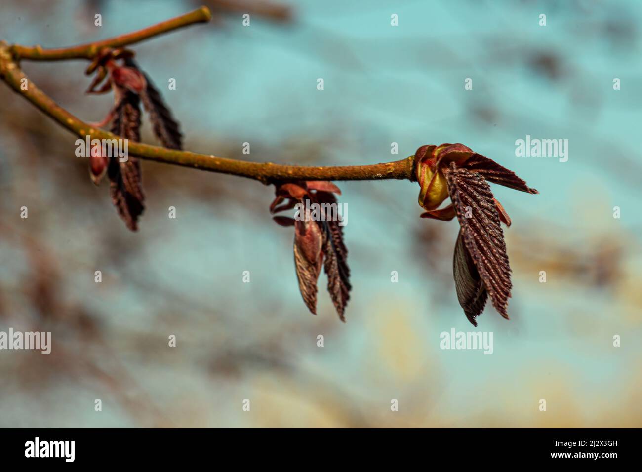 Awakening of a tree hi-res stock photography and images - Alamy