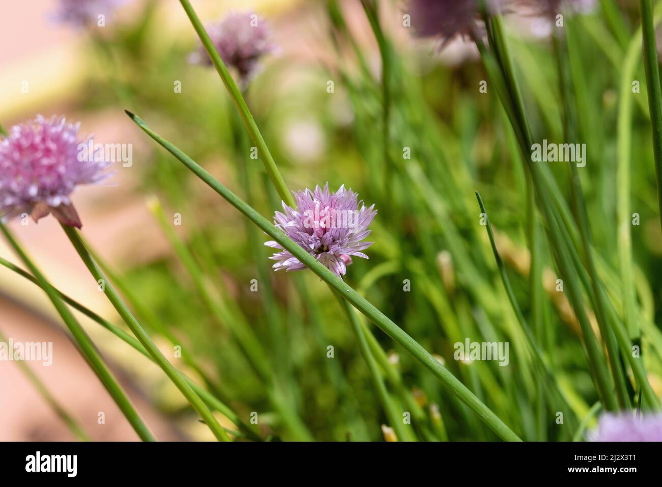 Chive Bloom High Resolution Stock Photography and Images - Alamy