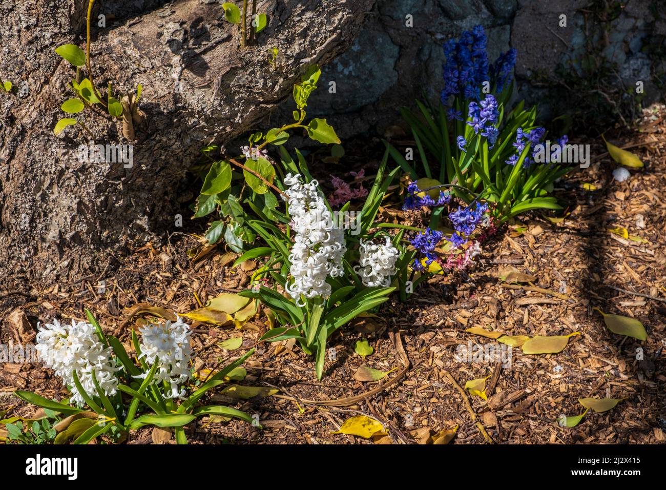 Common Hyacinths in early spring. Also know as Hyacinthus orientalis ...