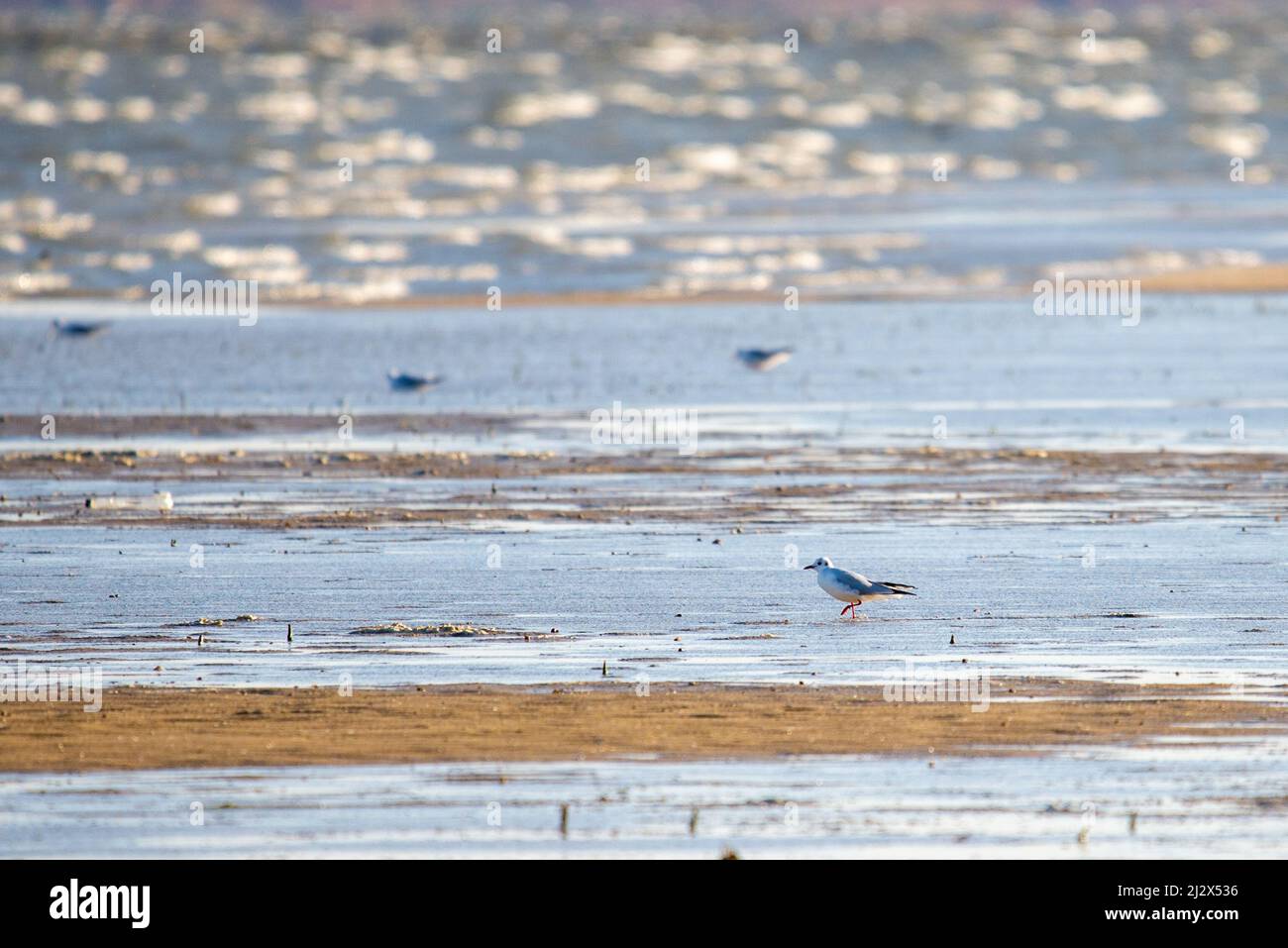 A pretty seagull walking along the seashore Stock Photo - Alamy