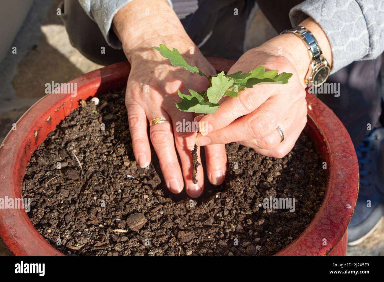 Planting small oak hi-res stock photography and images - Alamy