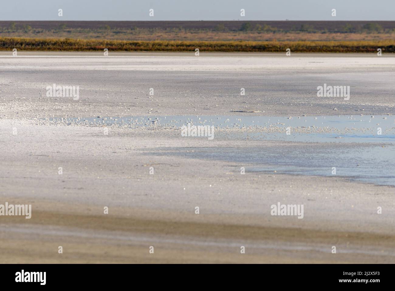Salt marsh plants drawing hi-res stock photography and images - Alamy