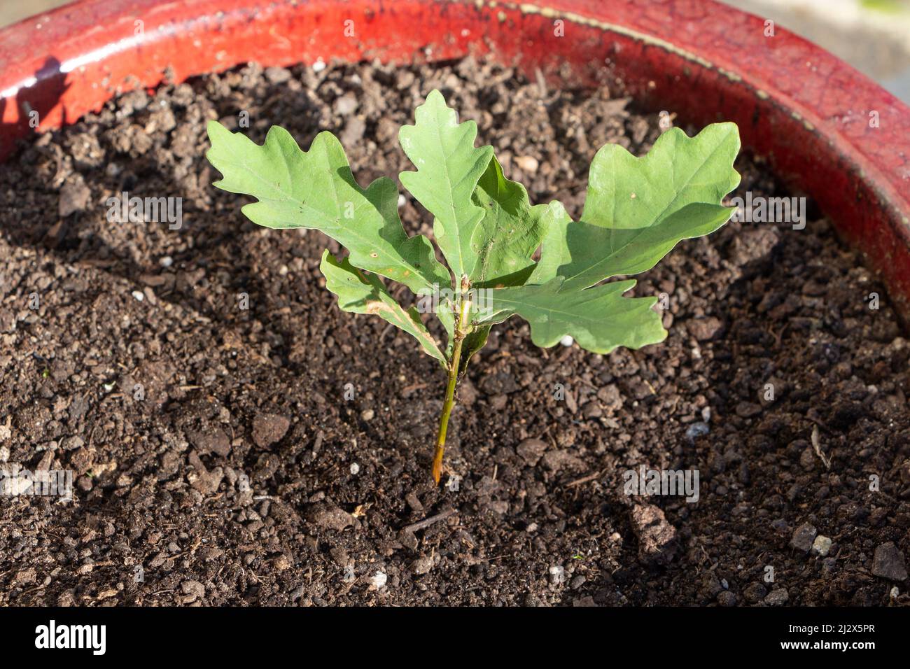 Planting small oak hi-res stock photography and images - Alamy
