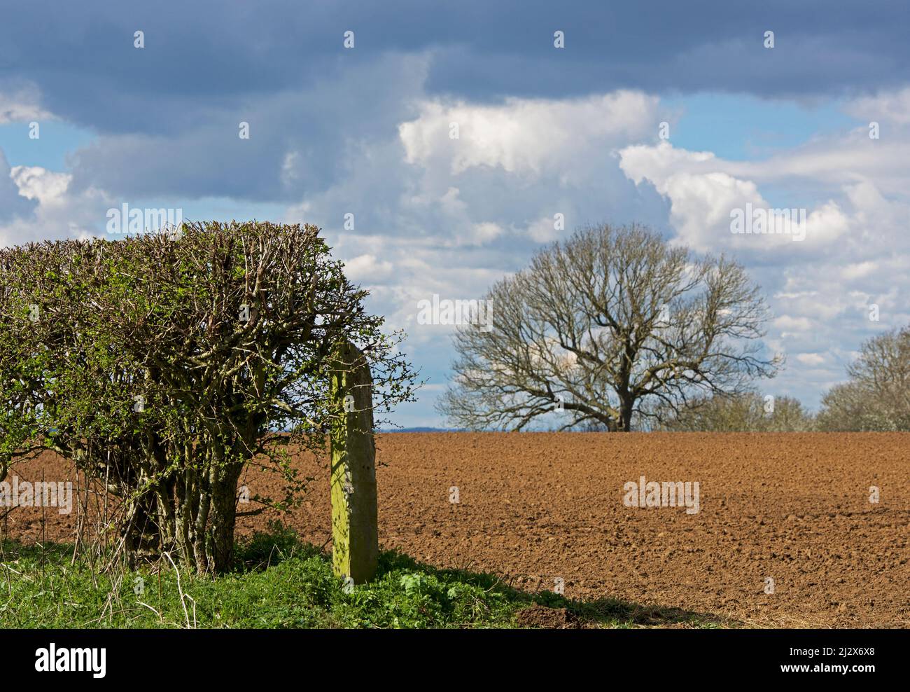 Field hedge uk hi-res stock photography and images - Alamy
