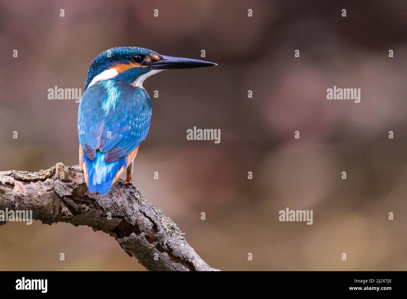 Interested common kingfisher, alcedo atthis, perched in nature from ...
