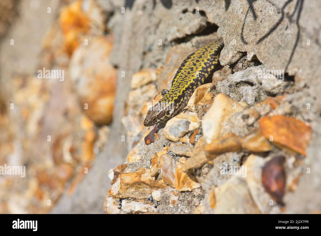 Common wall lizard (Podarcis muralis) basking in early morning sun ...