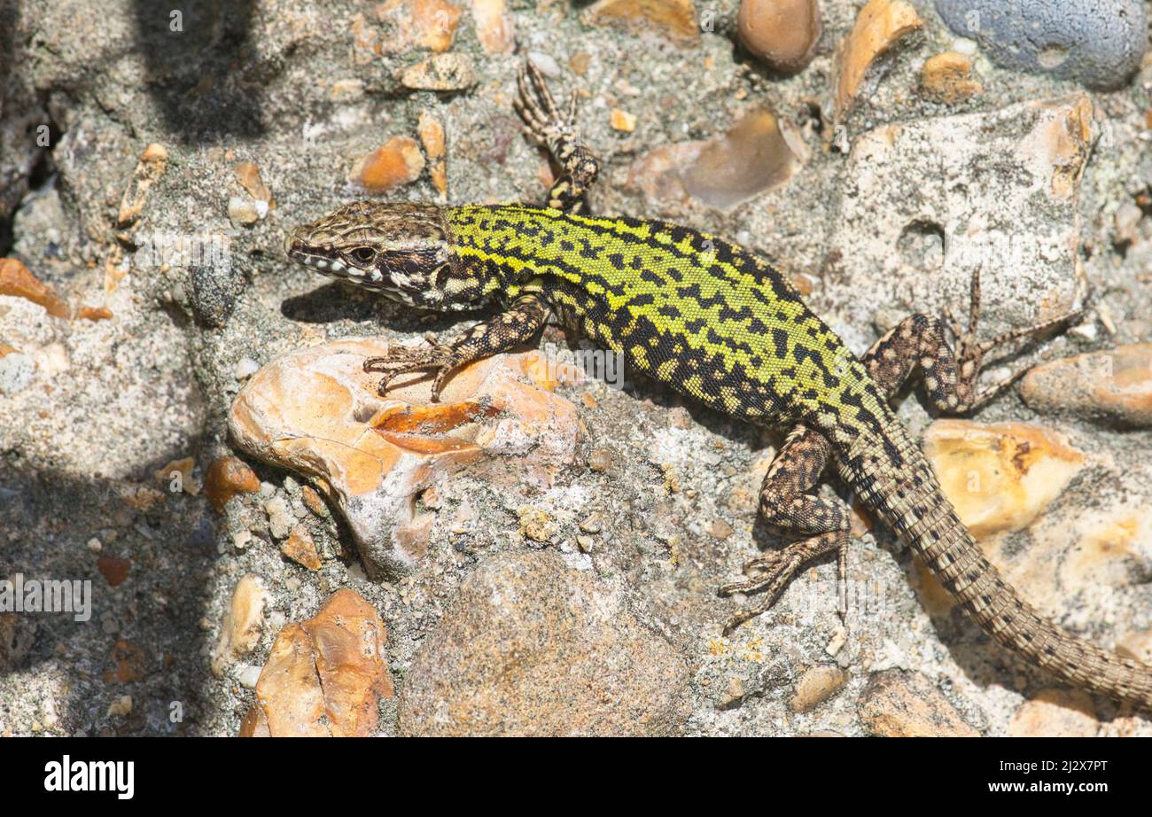Common wall lizard (Podarcis muralis) basking in early morning sun ...