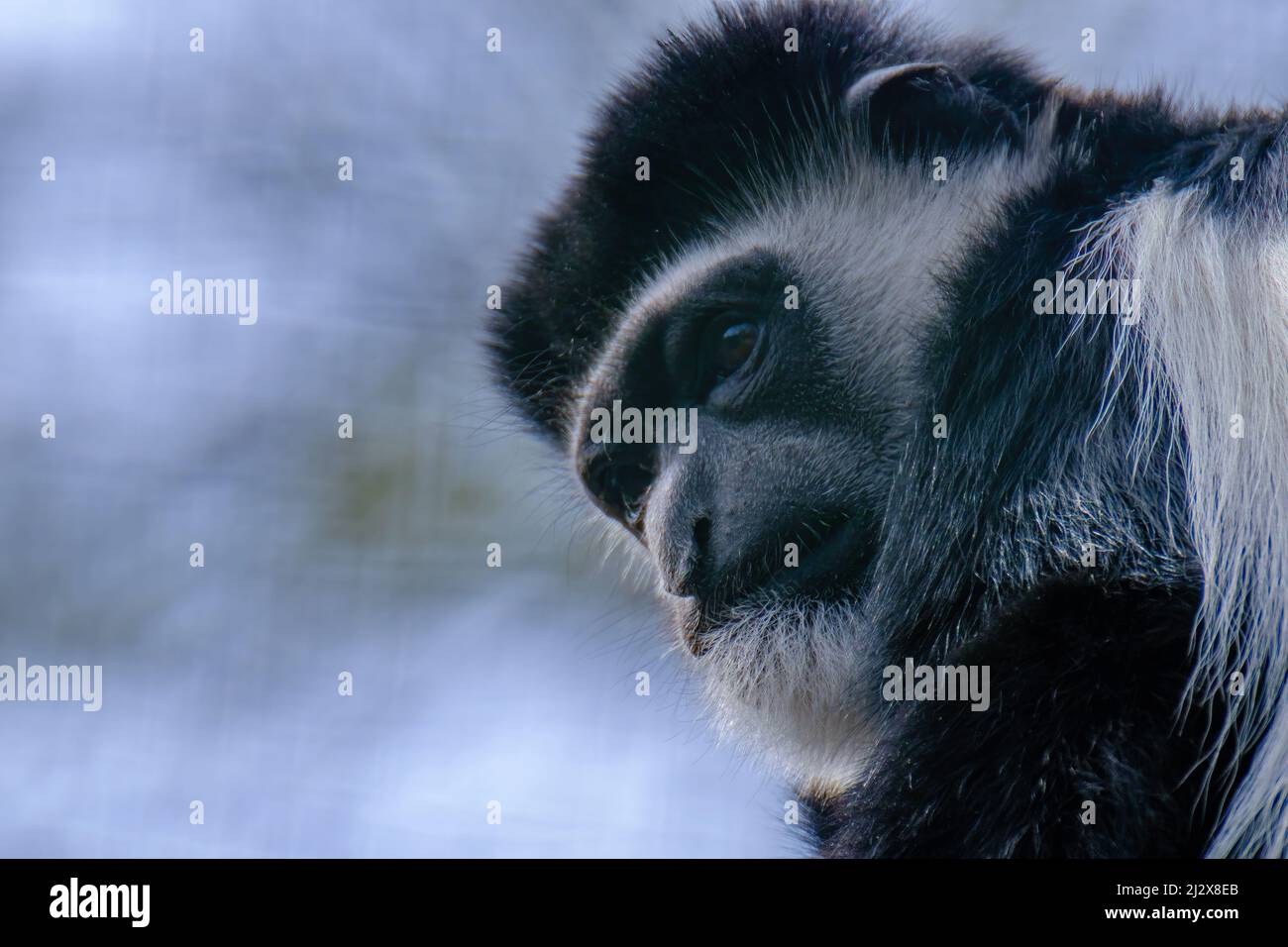 A portrait of a black and white Mantled guereza monkey (Colobus guereza ...