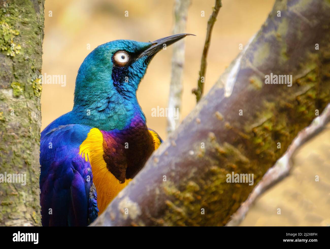 A closeup of a colorful Golden-breasted starling perched among the tree ...