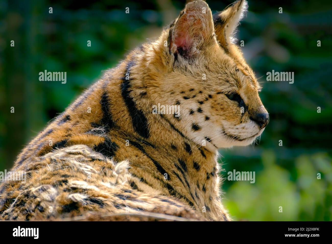 Serval endangered animal hi-res stock photography and images - Alamy