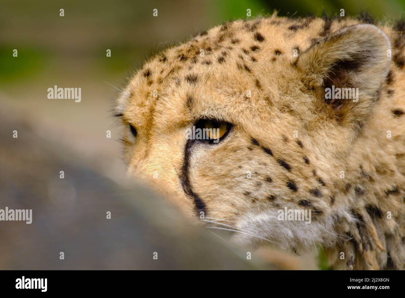 A portrait of a wild gepard with focus on its eyes looking aside Stock ...