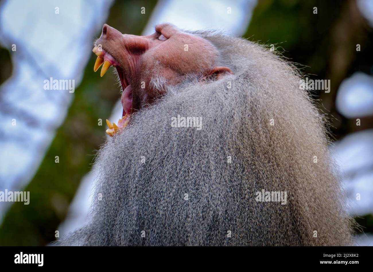A portrait of a grey-haired baboon primate with mouth wide open Stock ...