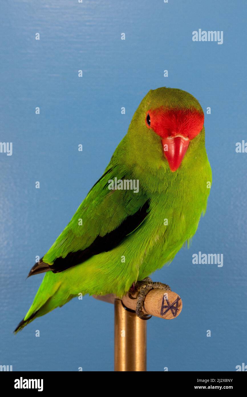 Abyssinian lovebird agapornis taranta hi-res stock photography and ...