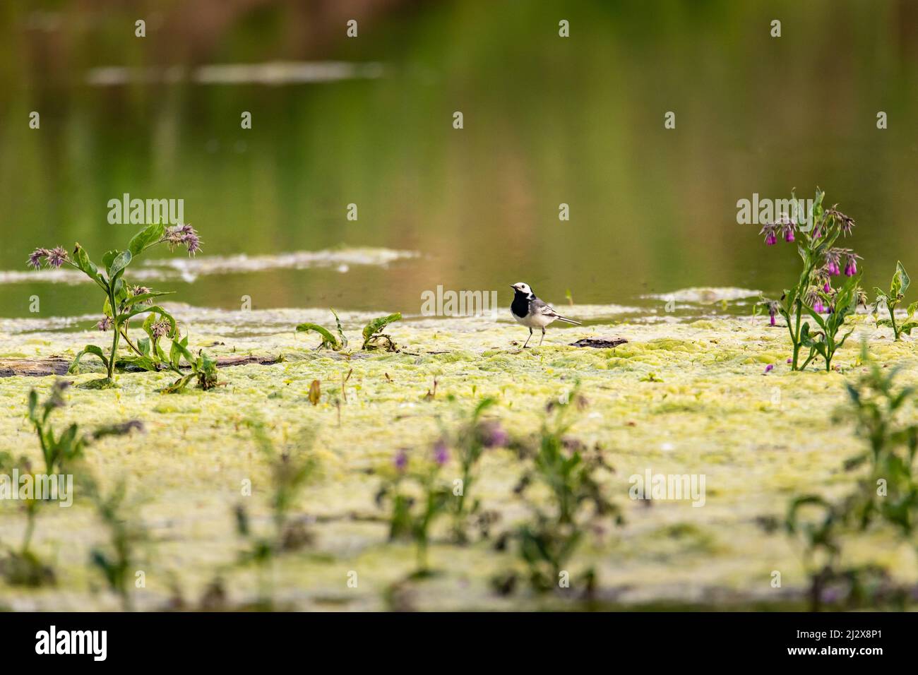 Species of cinquefoil hi-res stock photography and images - Alamy