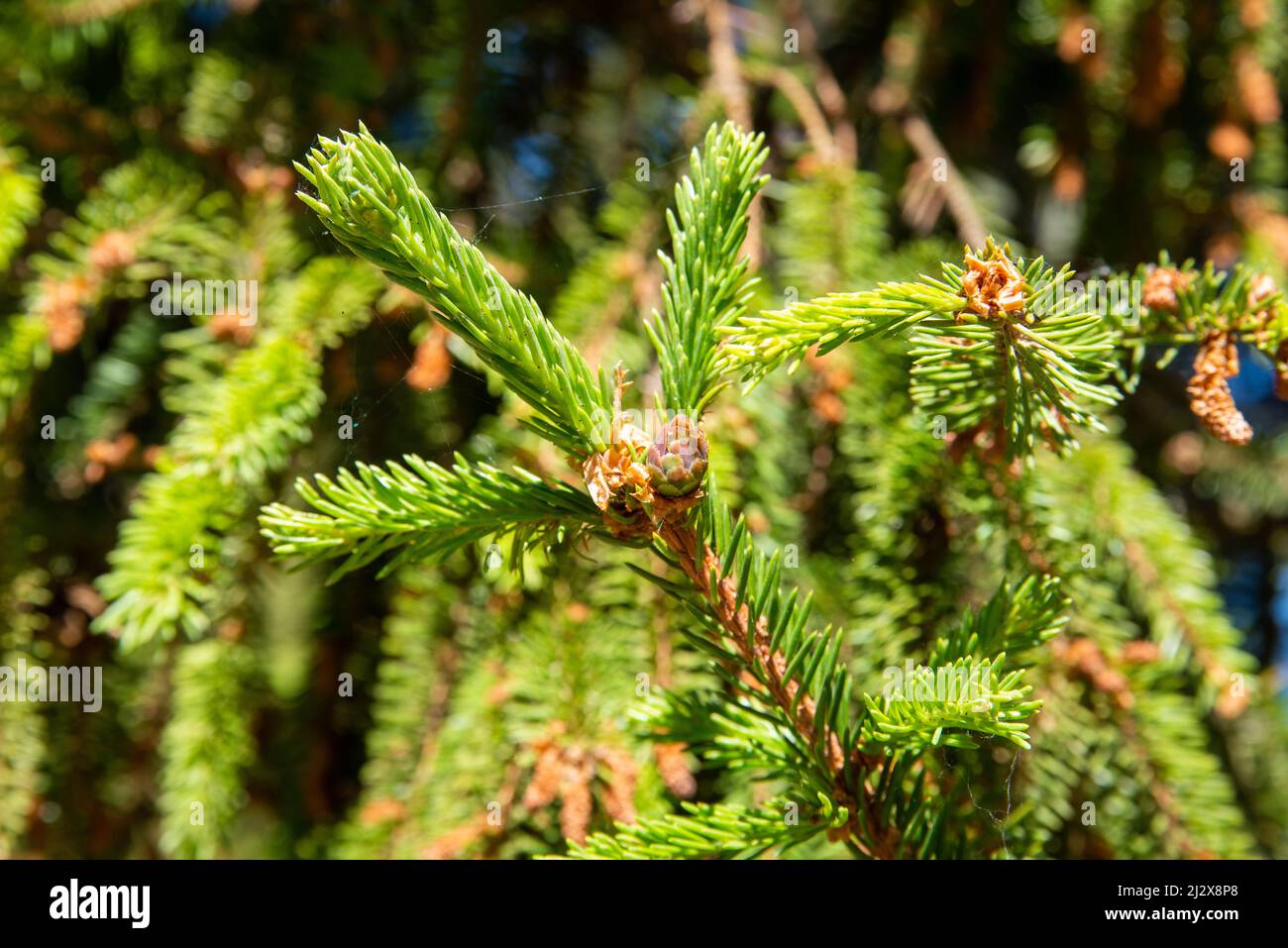Conifer resin from branch hi-res stock photography and images - Alamy