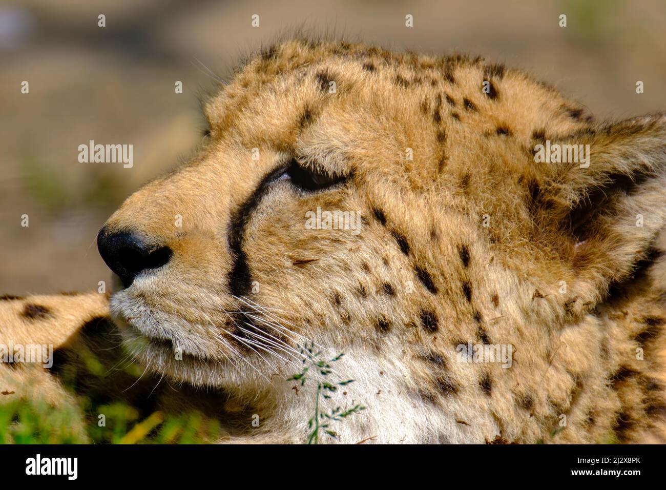 A portrait of a wild Cheetah (Acinonyx jubatus) under the sun Stock ...