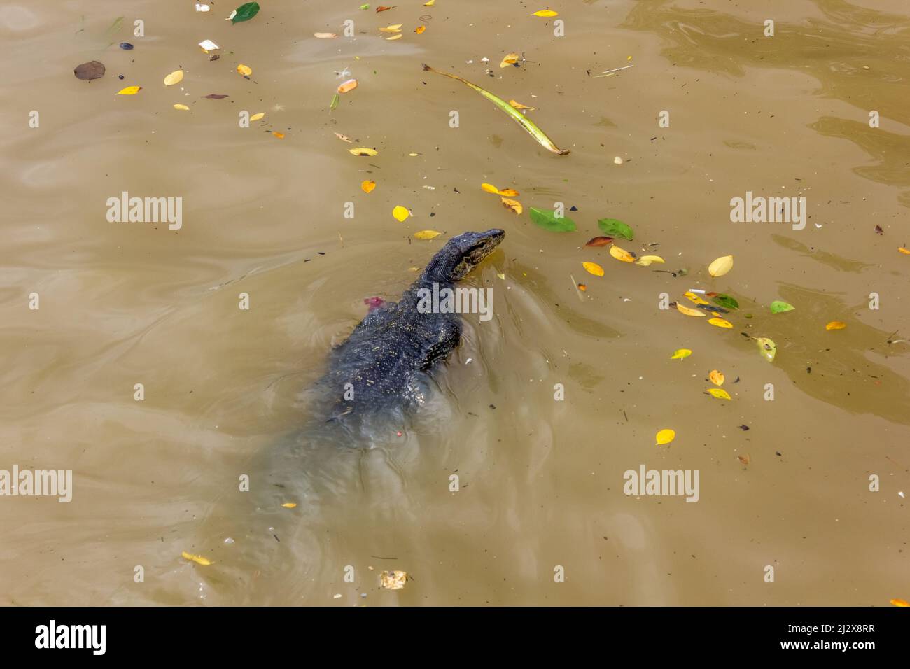 A Malaysian monitor lizard swimming in the brown murky waters of the ...