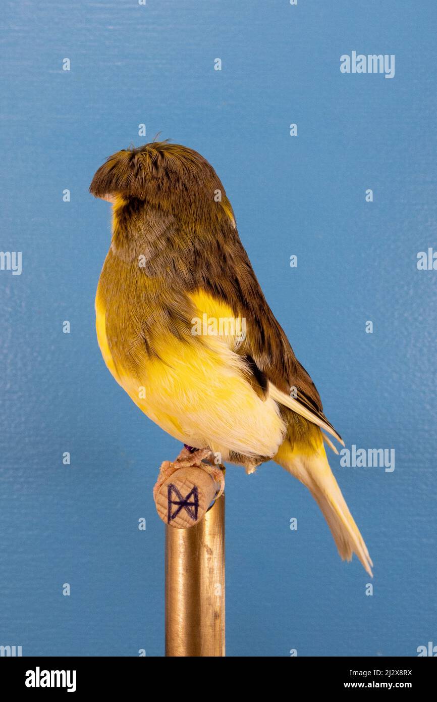 A vertical closeup of the domestic canary on the perch Stock Photo - Alamy