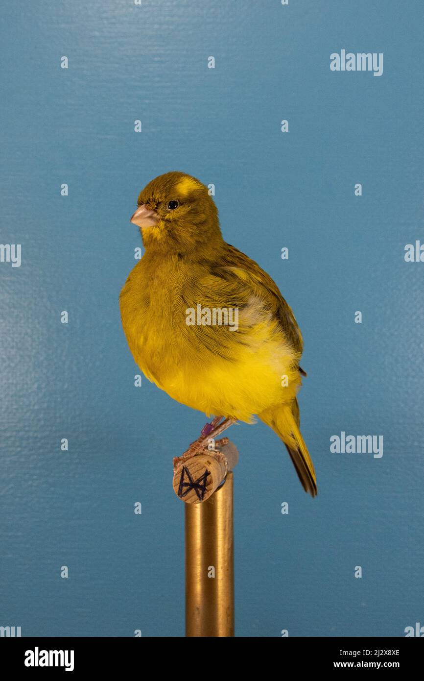 A vertical closeup of the Spanish Timbrado canary on the perch Stock ...
