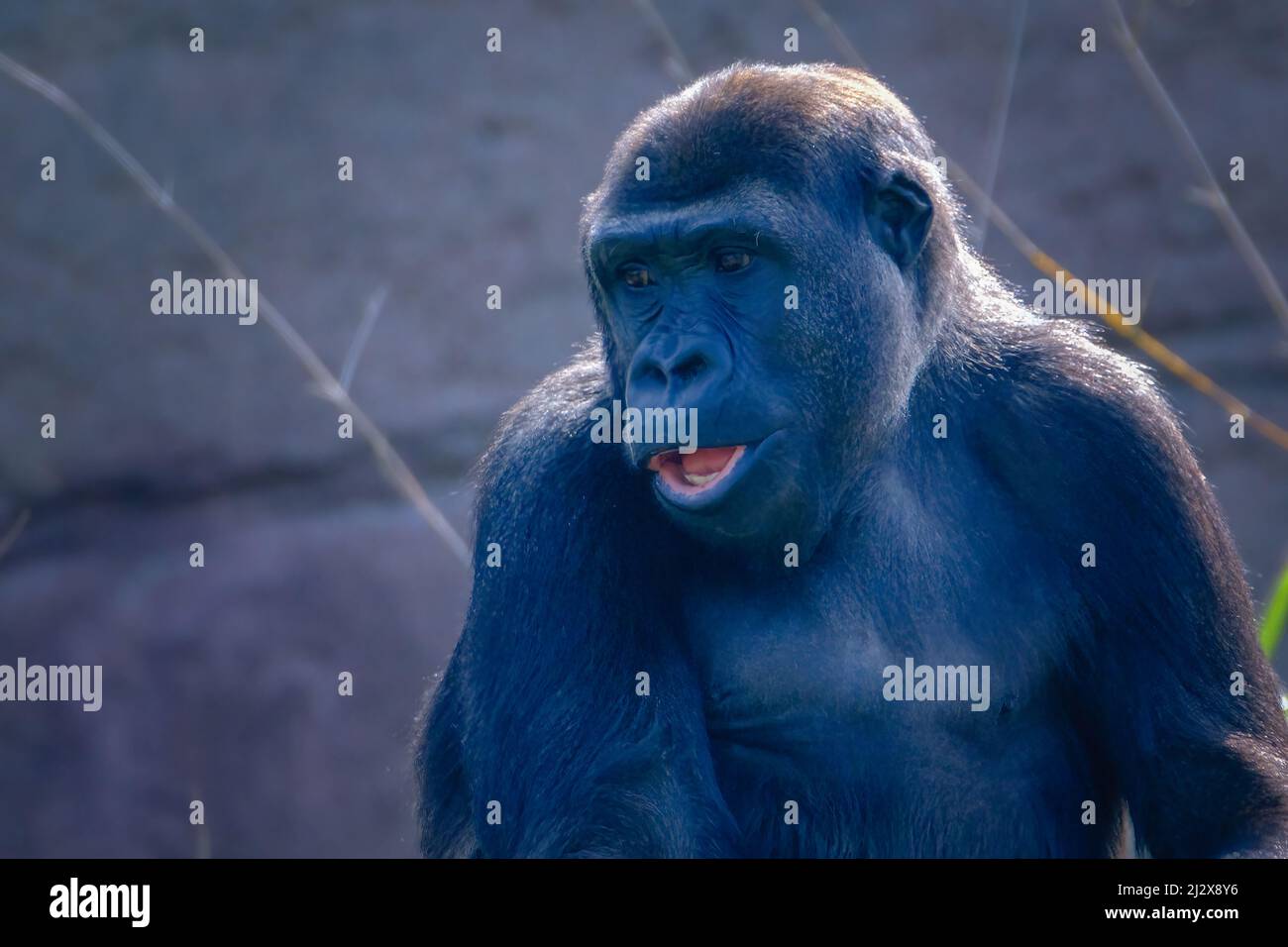 A selective focus of a gorilla great ape sitting with its mouth open ...