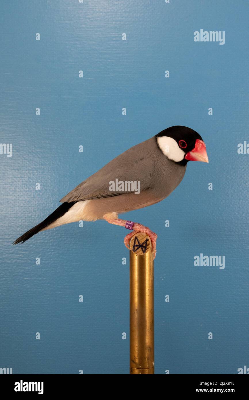 A vertical closeup of the Java sparrow, Padda oryzivora on the perch ...