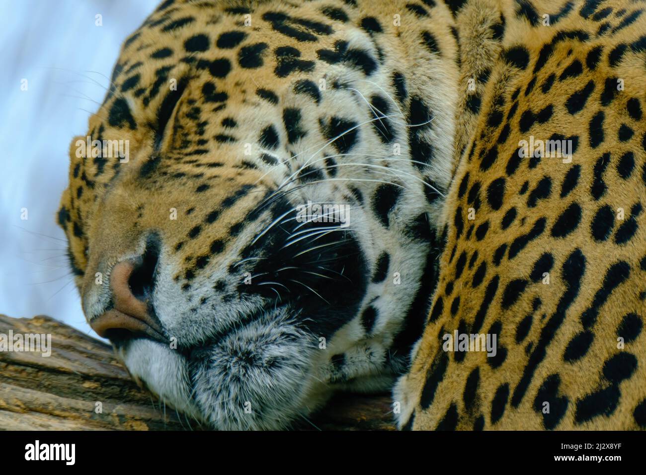 A closeup of a sleeping wild jaguar (Panthera onca Stock Photo - Alamy