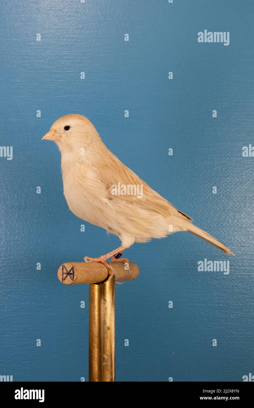 A vertical closeup of the domestic canary on the perch Stock Photo - Alamy