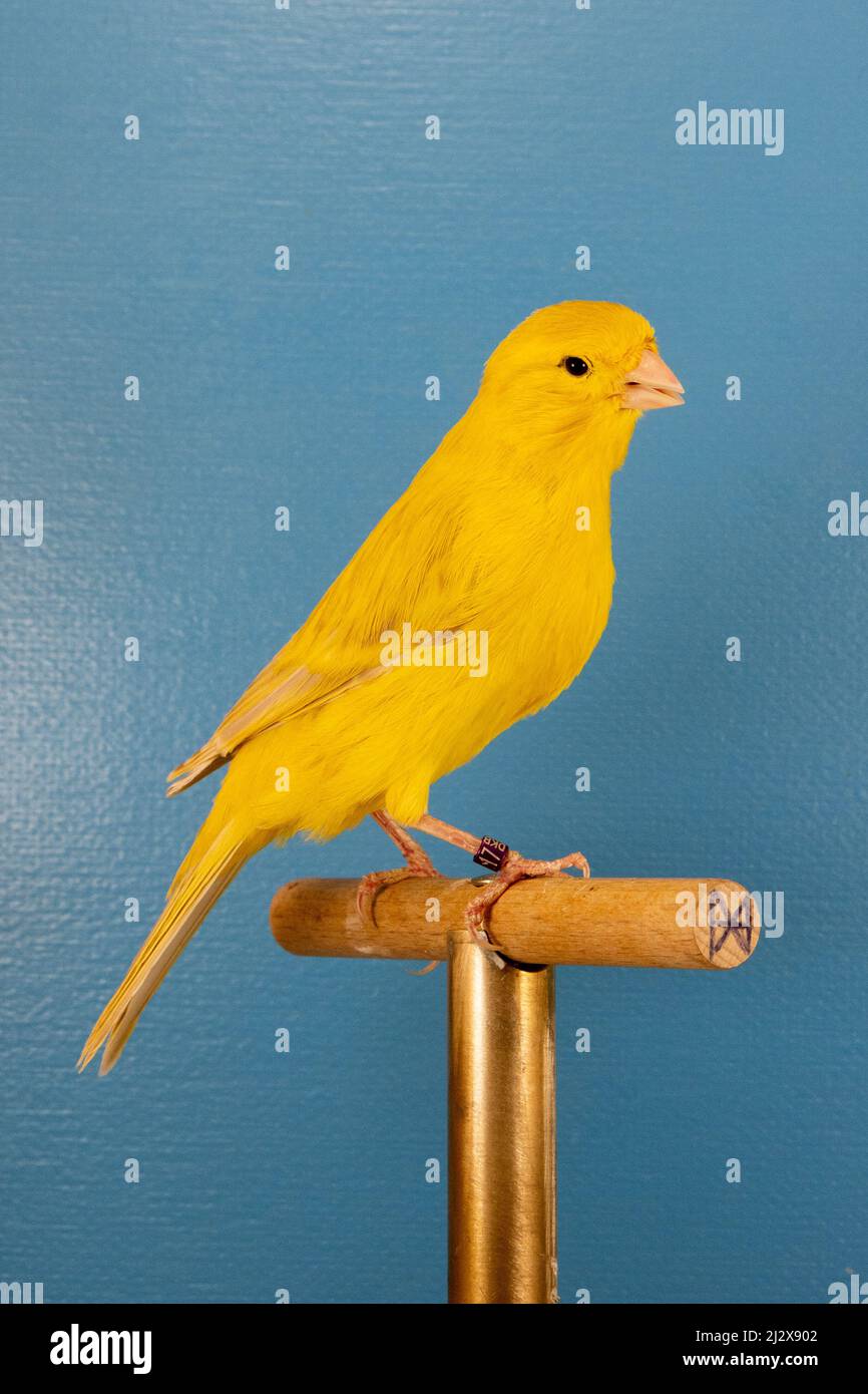 A vertical closeup of the domestic canary on the perch Stock Photo - Alamy