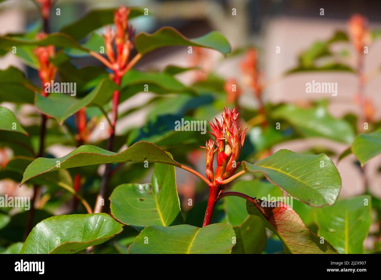 The photo shows a close-up of a green-leaved shrub with red stems and ...