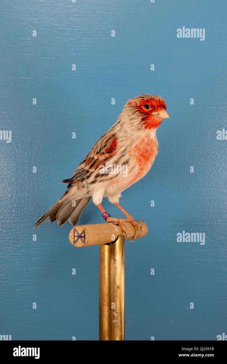 A vertical closeup of the domestic canary on the perch Stock Photo - Alamy