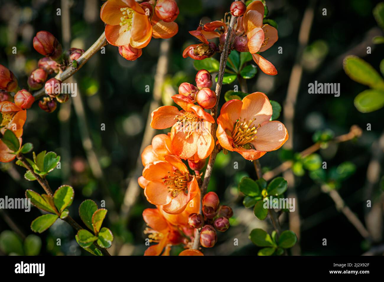 small red flowers blossom in spring in the garden Stock Photo - Alamy